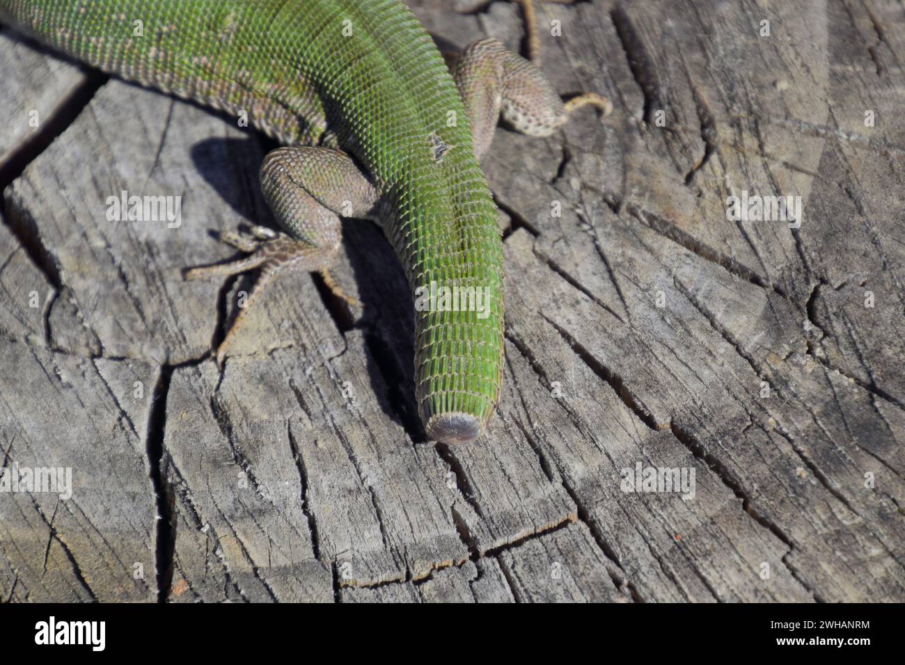 Regeneration of the lizard's tail Stock Photo - Alamy
