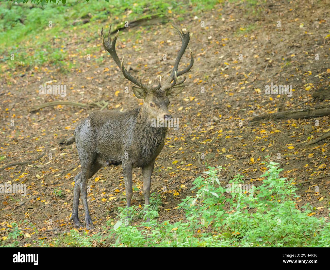Portrait of a stag hi-res stock photography and images - Alamy