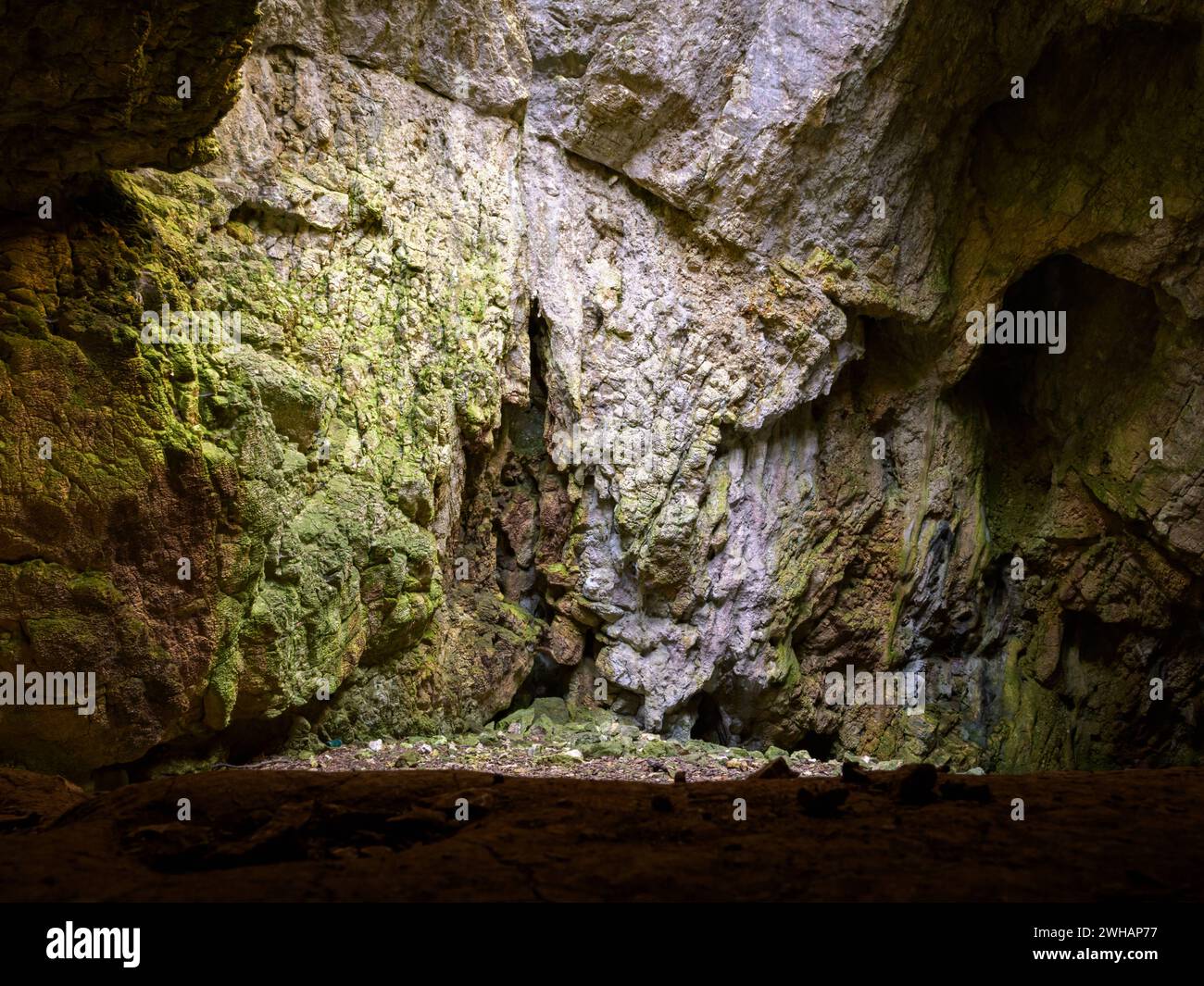 Wilde entdeckung hi-res stock photography and images - Alamy