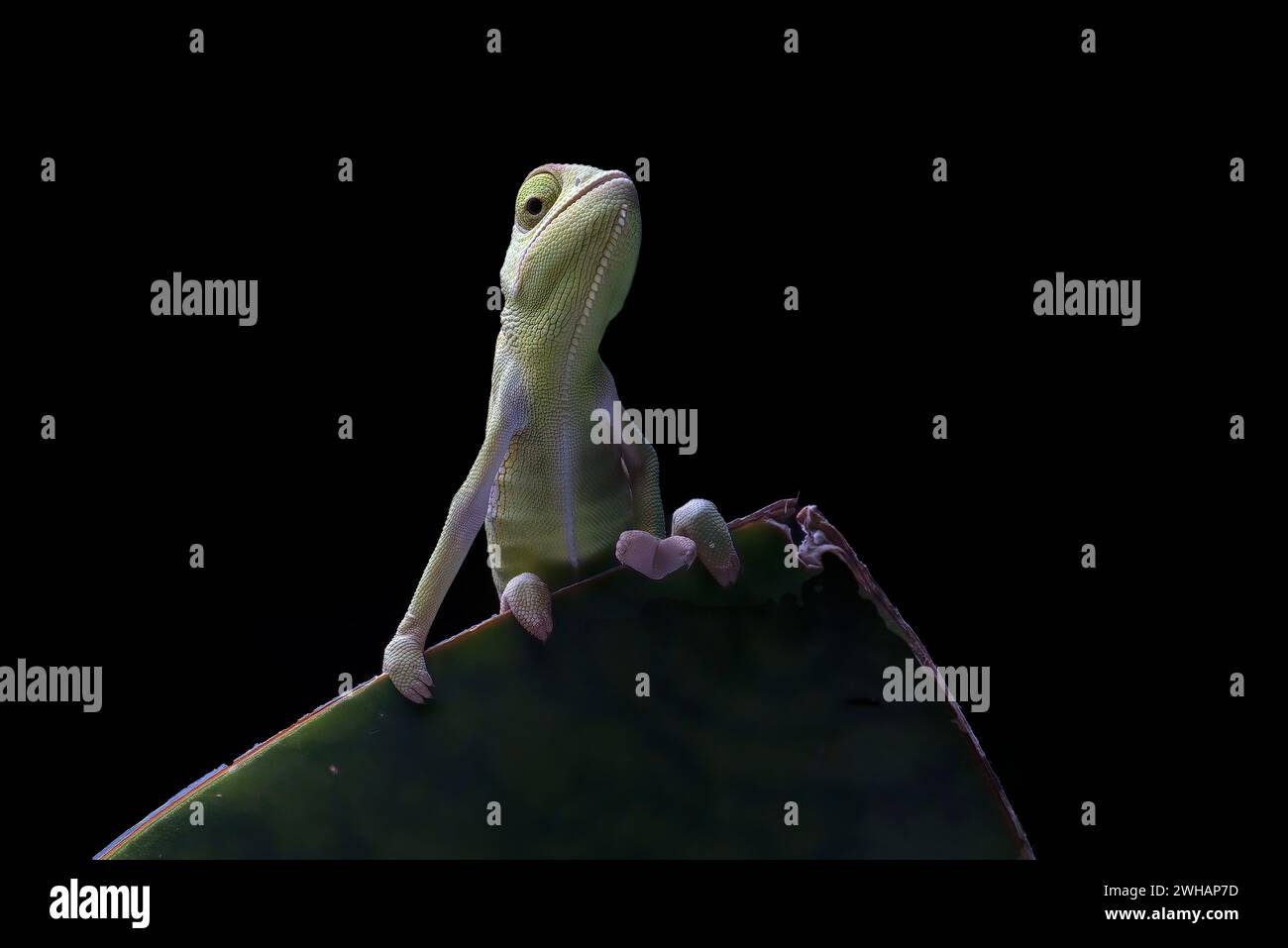 Baby veiled chameleon playing in the leaves Stock Photo - Alamy