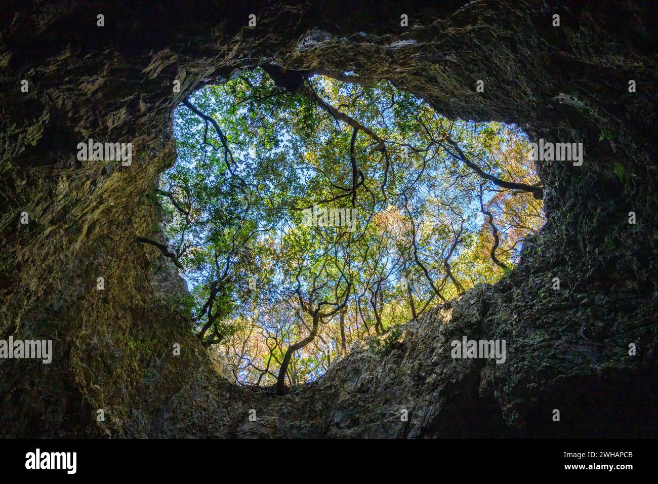 Wilde entdeckung hi-res stock photography and images - Alamy
