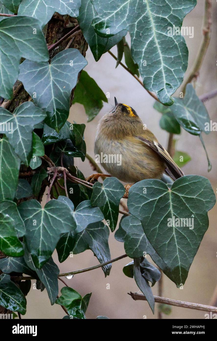 Gold crest searching for insects hi-res stock photography and images ...