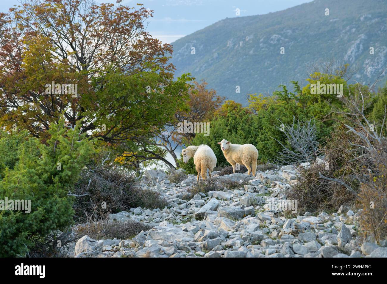 Two sheep standing on the rocky surface between bushes, evening on the ...