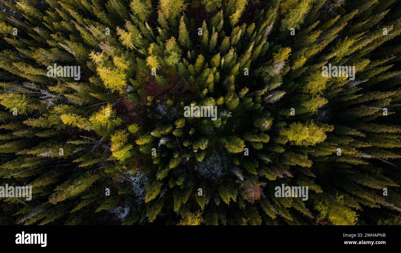 Drone trees during fall from Birds Eye view Washington Stock Photo - Alamy