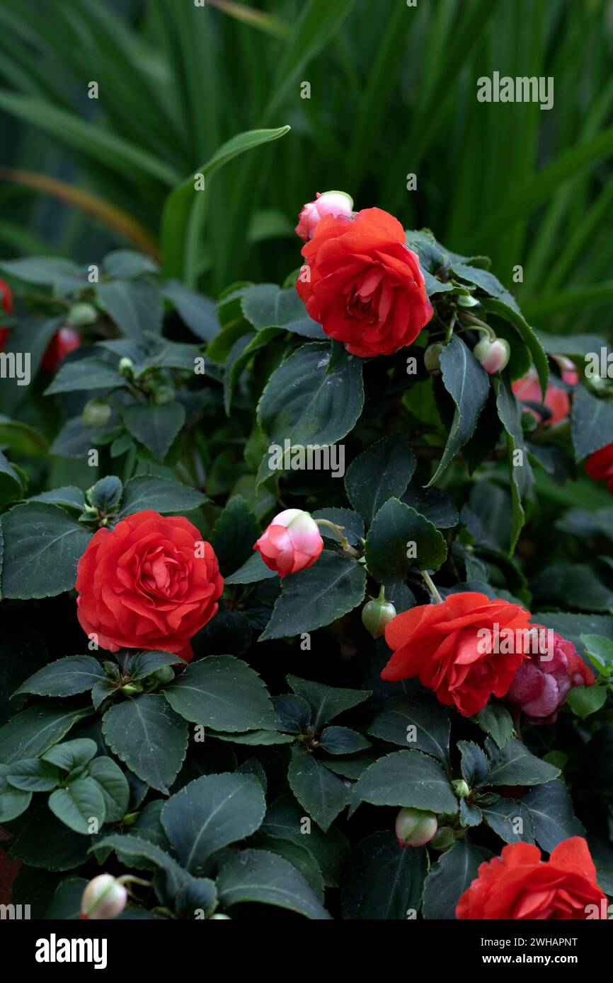 Flora nature background hi-res stock photography and images - Alamy