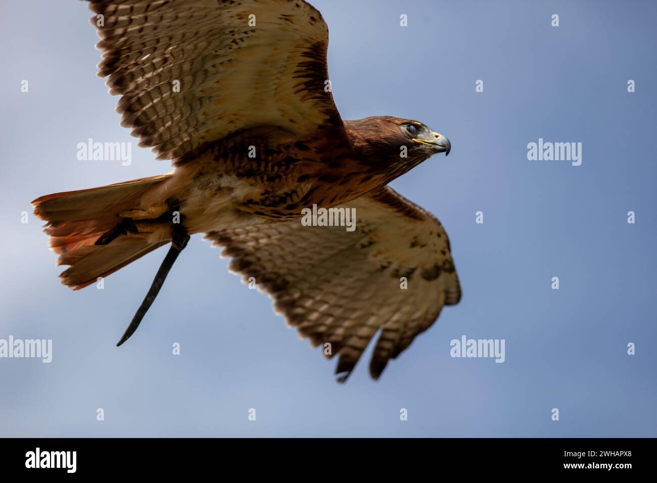 Bird of prey in flight with wings expanded up close Stock Photo - Alamy