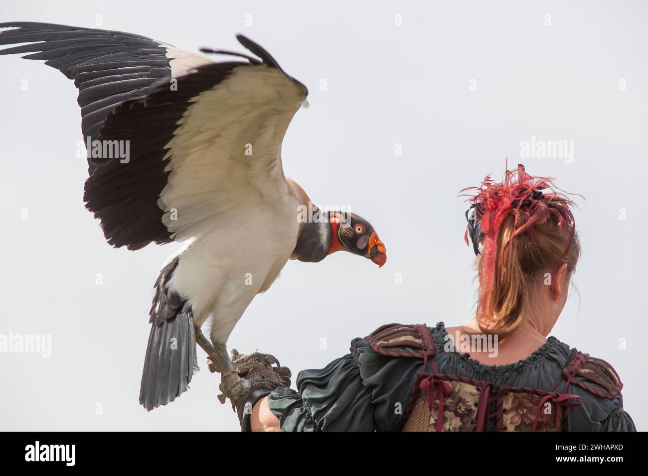Falconer medieval hi-res stock photography and images - Alamy