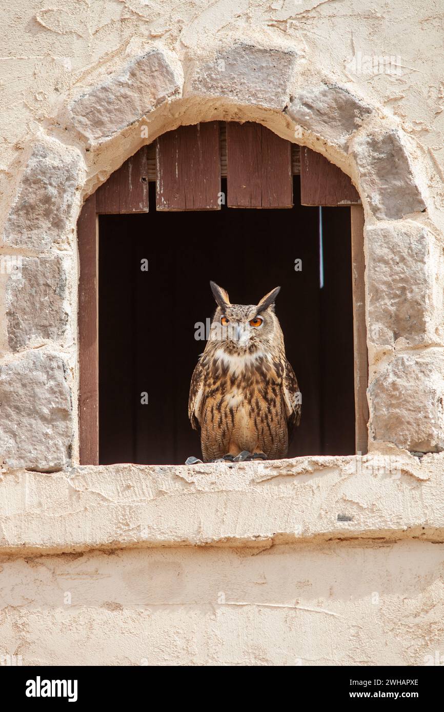 Great Horned owl sitting in a castle window facing Stock Photo - Alamy