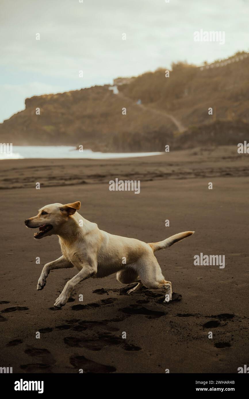 Labrador retriever dog enjoying the sand on a beach in Tenerife Stock ...
