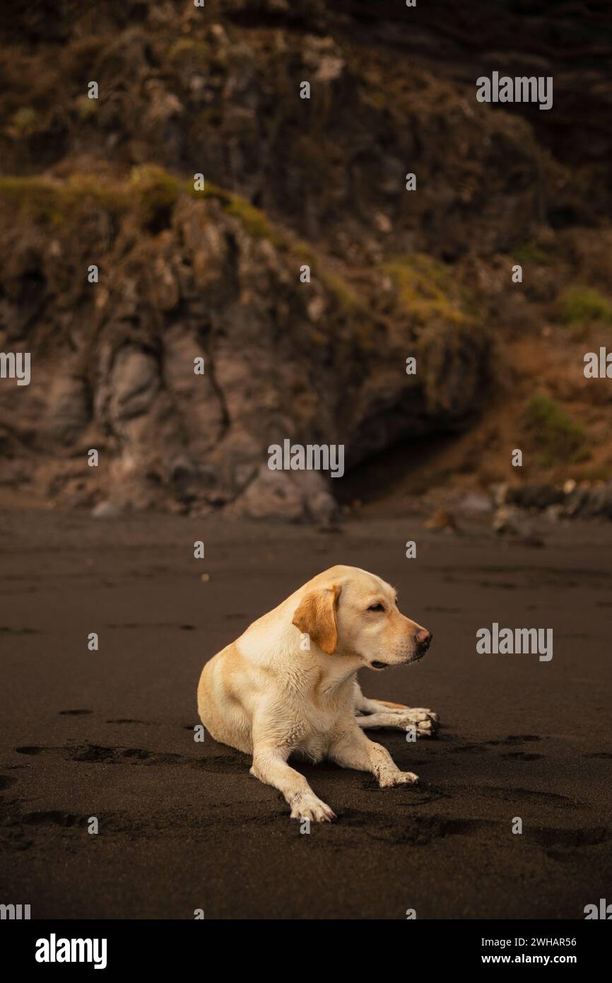 Labrador retriever dog enjoying the sand on a beach in Tenerife Stock ...