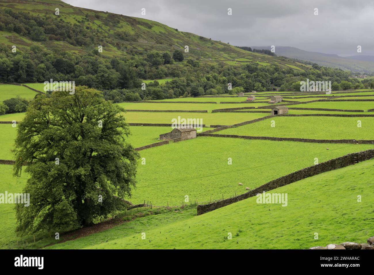 Stone barns and sheep at Gunnerside village, Swaledale; Yorkshire Dales ...