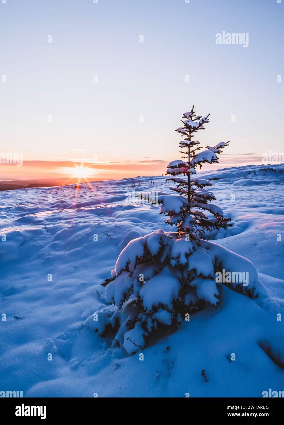 Lone tree illuminated morning sun hi-res stock photography and images ...