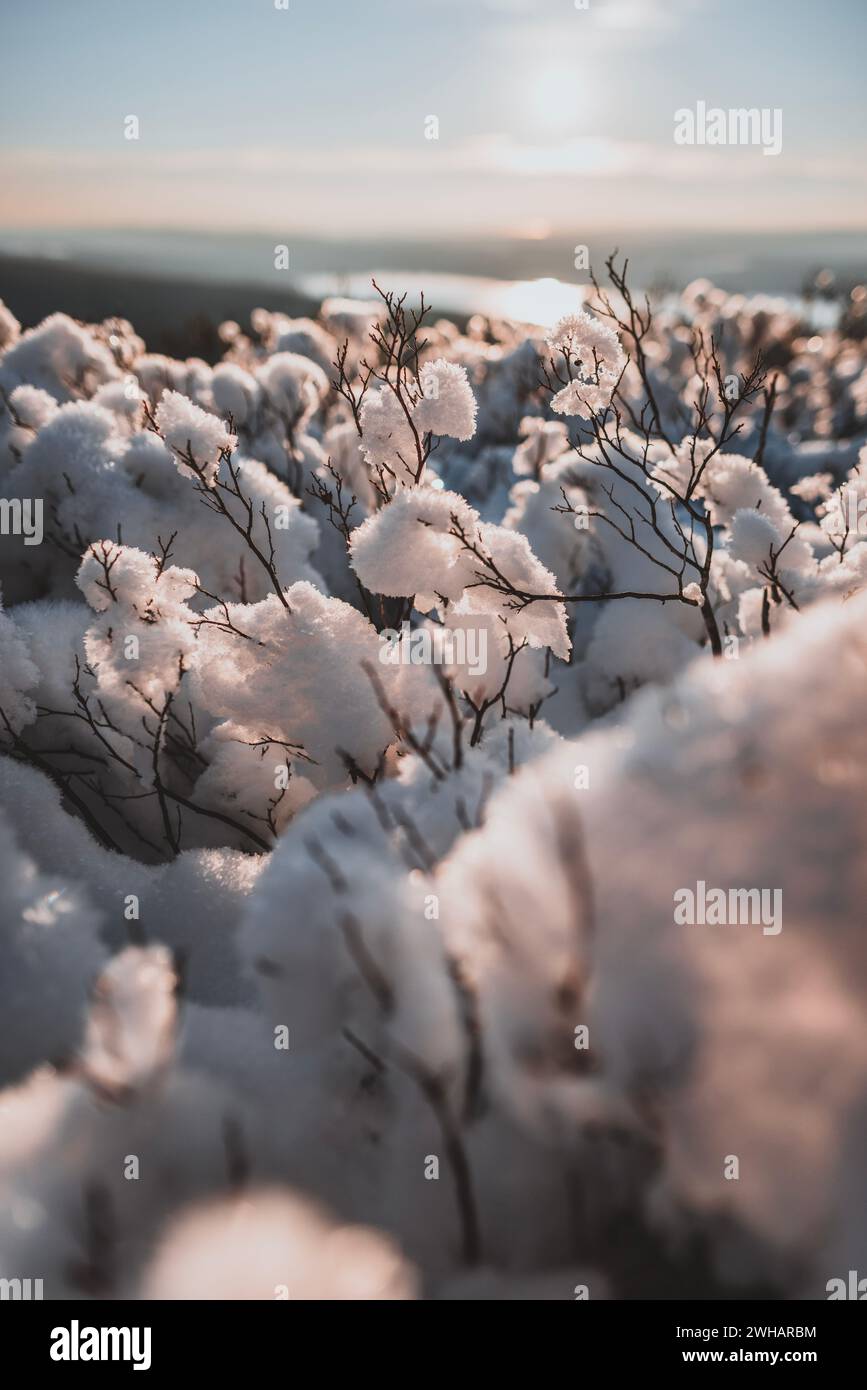 Fresh snow clumps and sticks to tree branches, Bucksport, Maine Stock ...