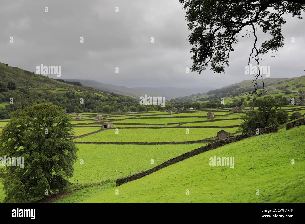 Stone barns and sheep at Gunnerside village, Swaledale; Yorkshire Dales ...