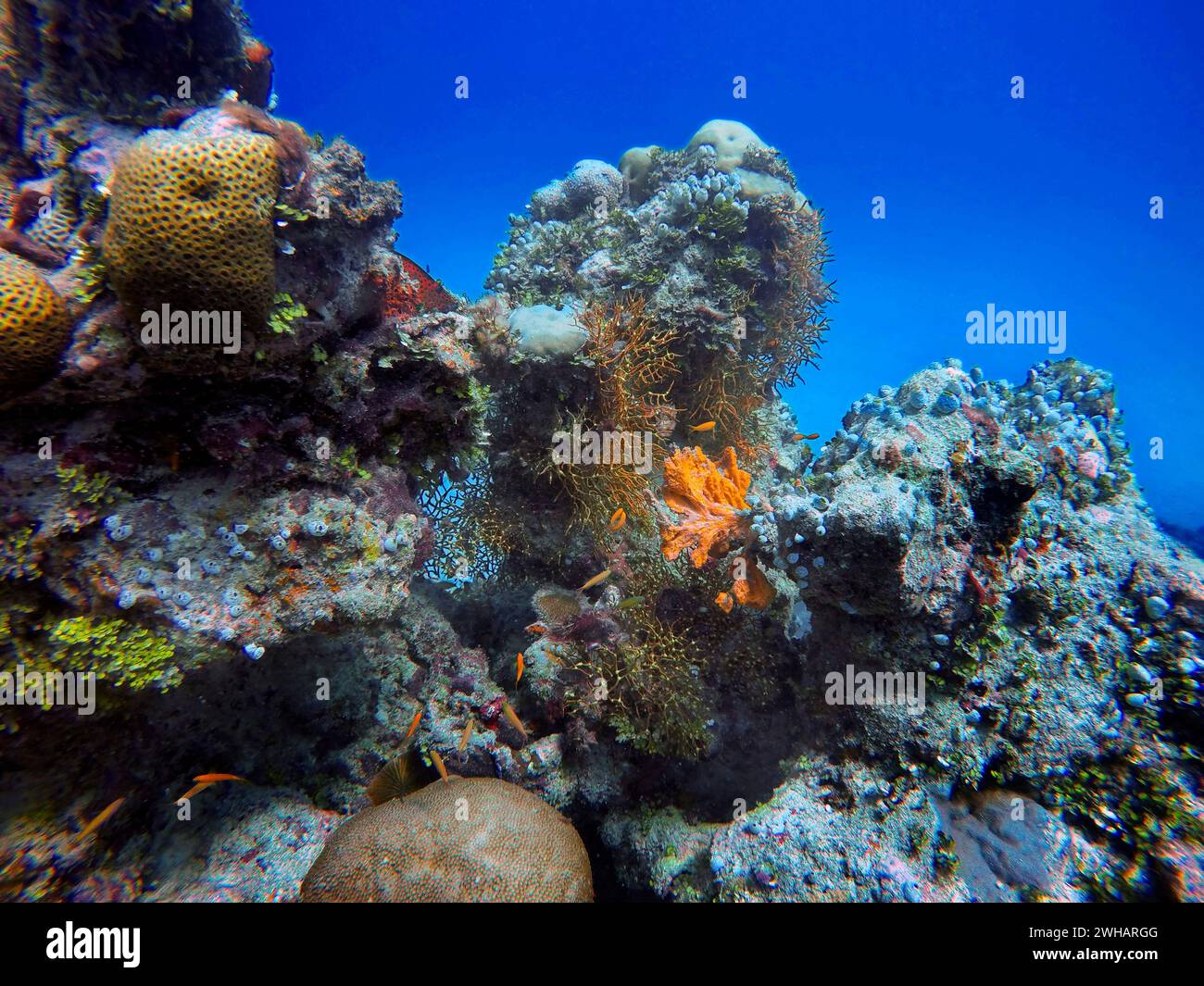 Diving with the corals and colour fishes in Ari Atoll, Maldives Stock ...