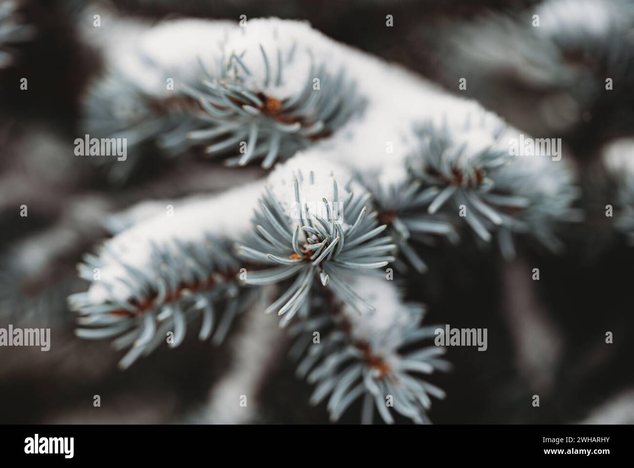 Branches blue spruce tree hi-res stock photography and images - Alamy