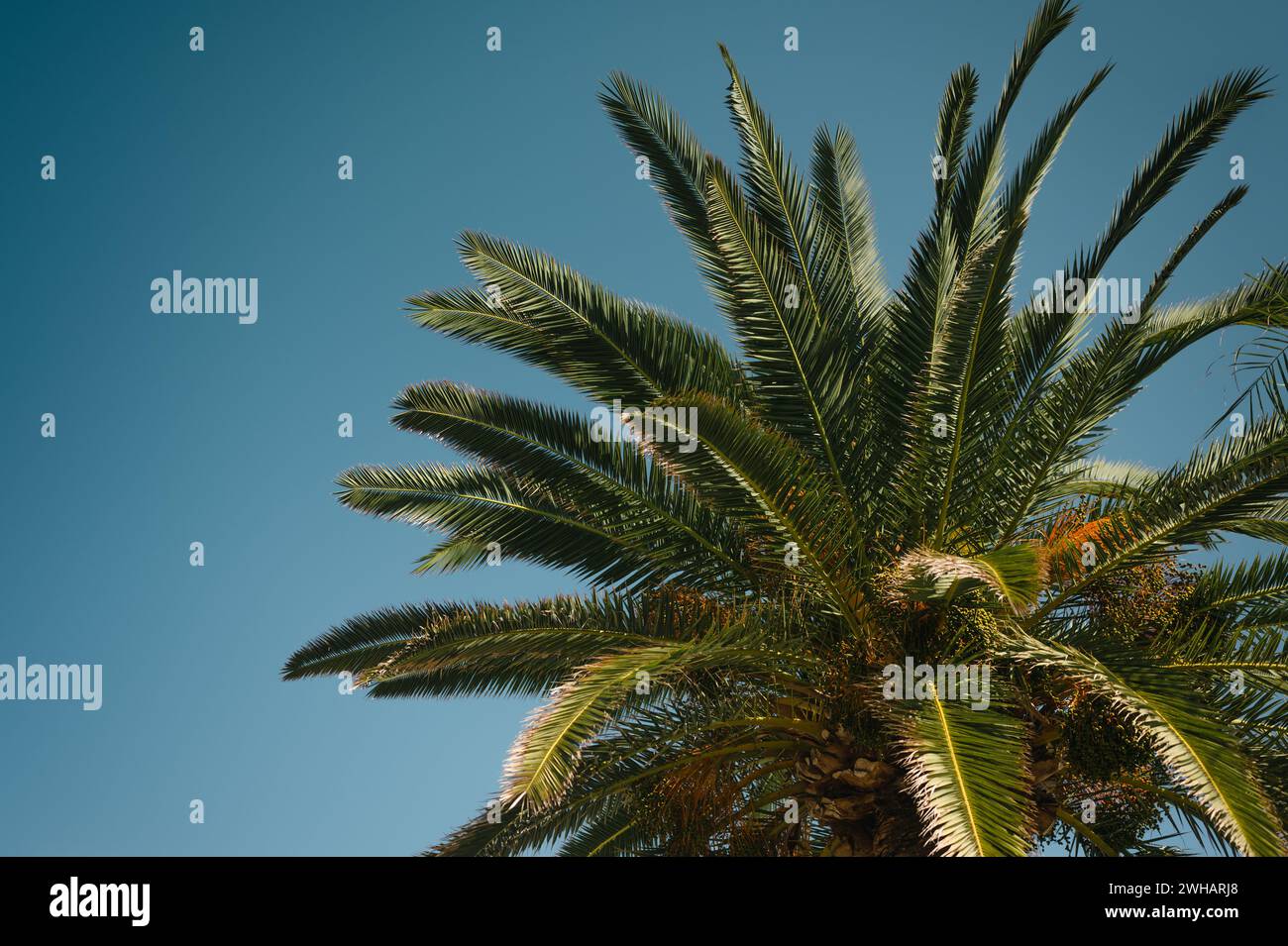 Tree isolated blue background hi-res stock photography and images - Alamy