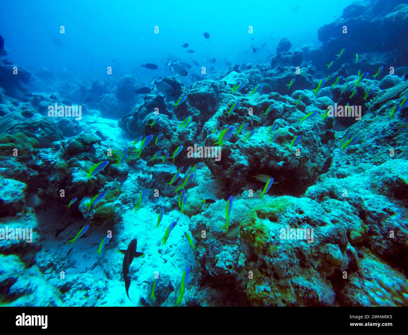 Diving with the corals and colour fishes in Ari Atoll, Maldives Stock ...