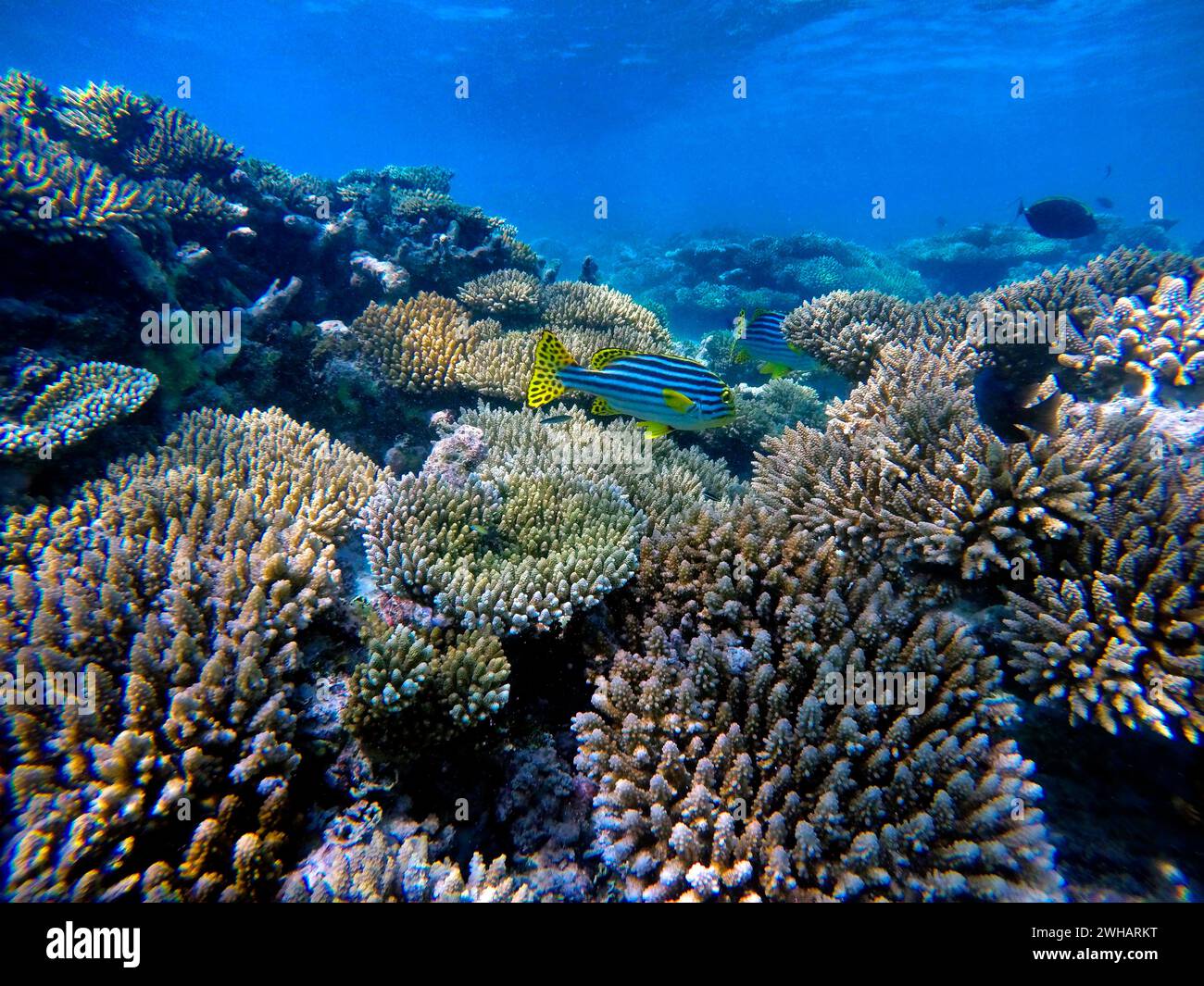 Diving with the corals and colour fishes in Ari Atoll, Maldives ...