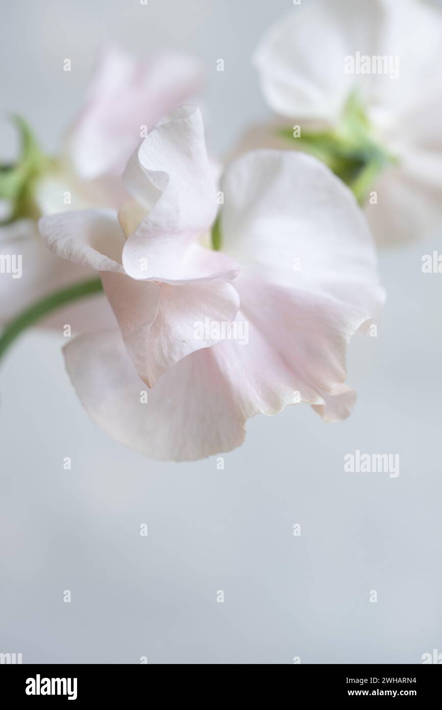 Light peach flower hi-res stock photography and images - Alamy