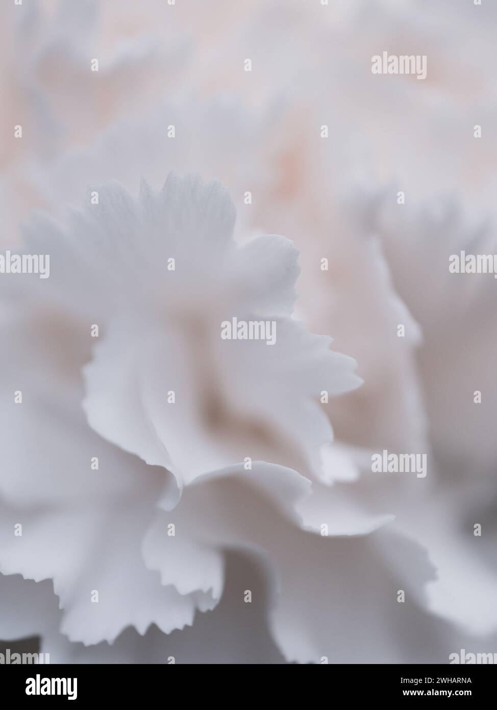 Peach carnation hi-res stock photography and images - Alamy