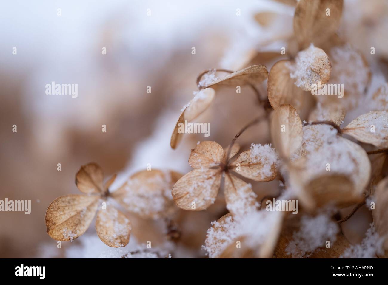Snow-covered brown hydrangeas in winter Stock Photo - Alamy