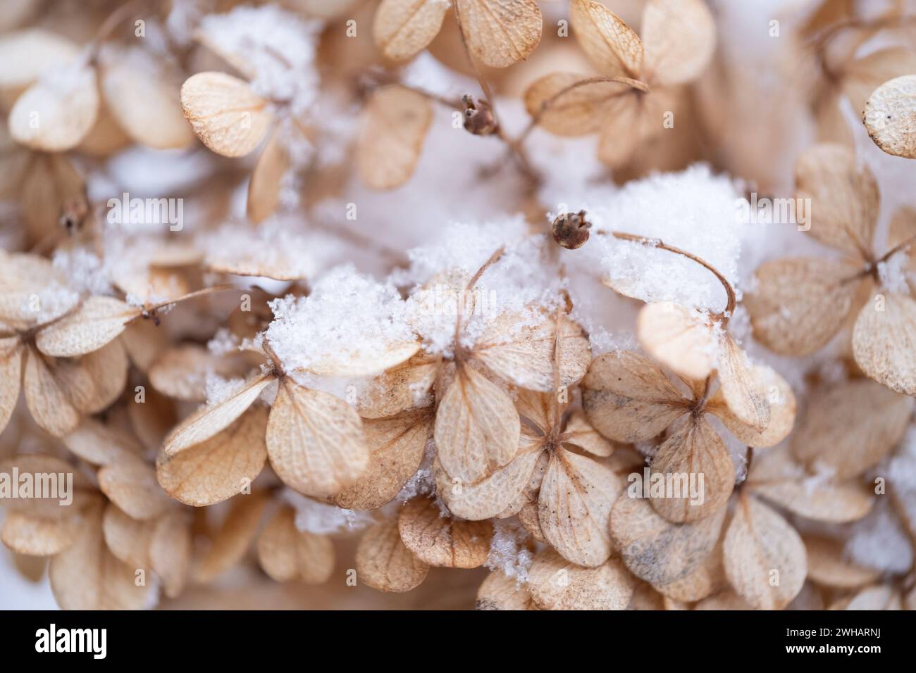Snow-covered brown hydrangeas in winter Stock Photo - Alamy
