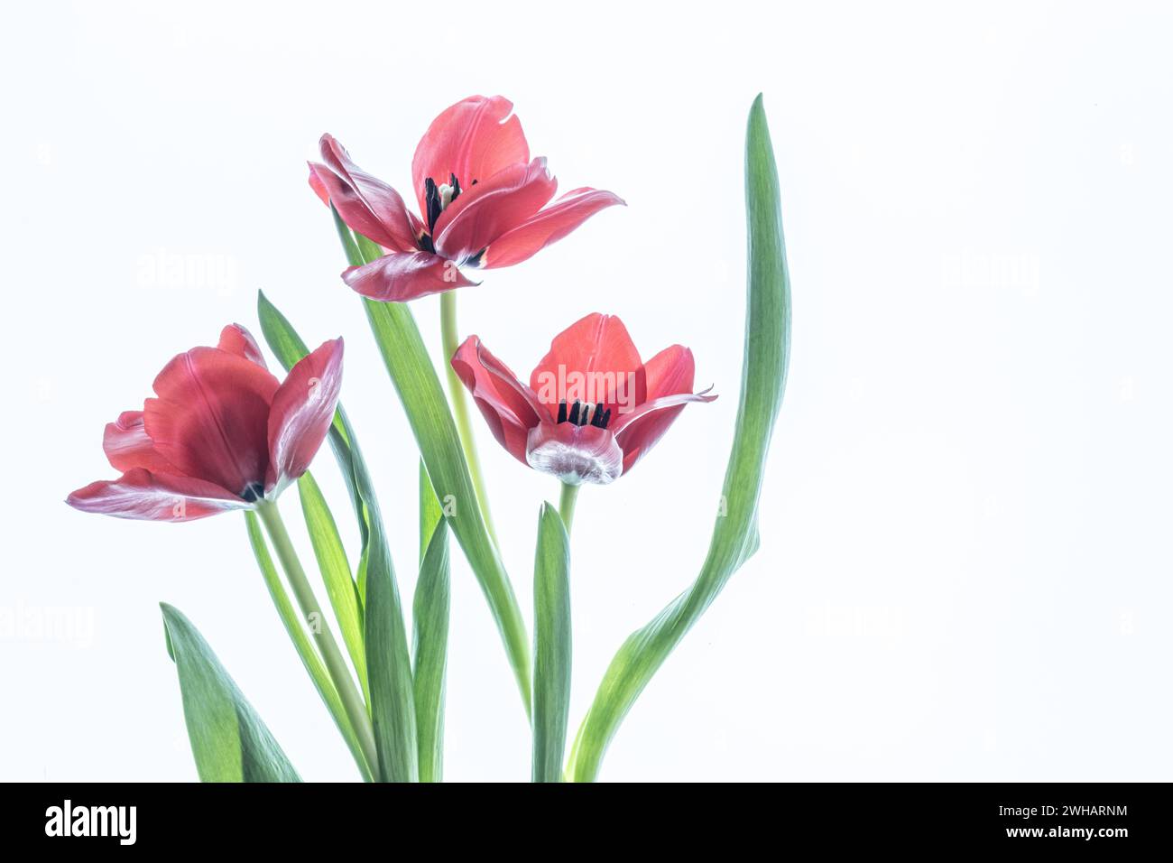 High key still life hi-res stock photography and images - Alamy