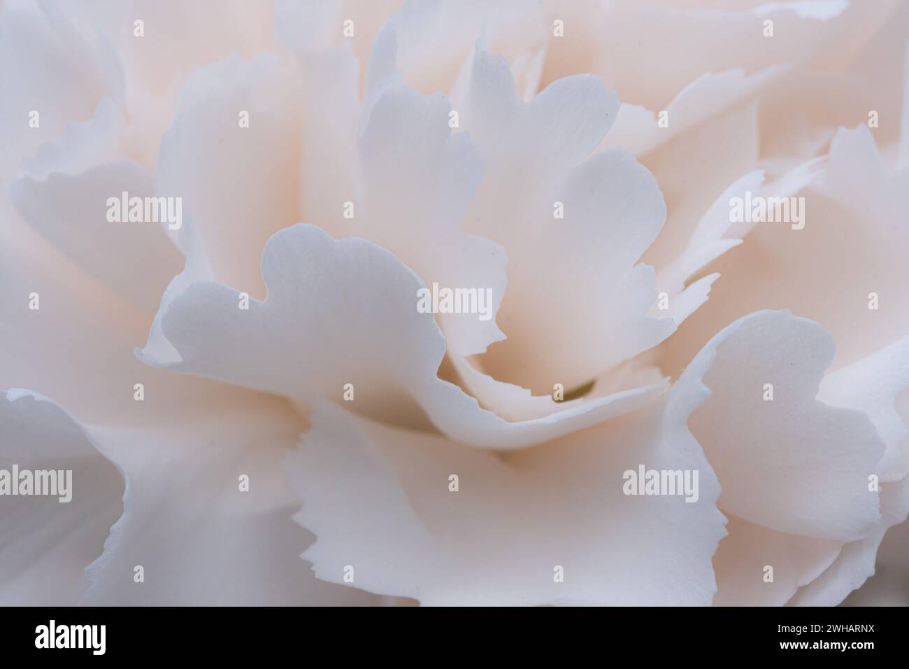 Peach carnation hi-res stock photography and images - Alamy