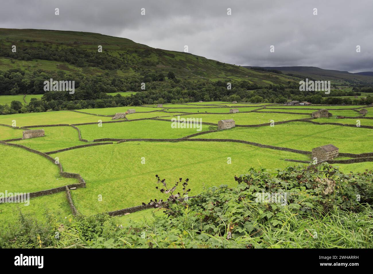 Stone barns and sheep at Gunnerside village, Swaledale; Yorkshire Dales ...