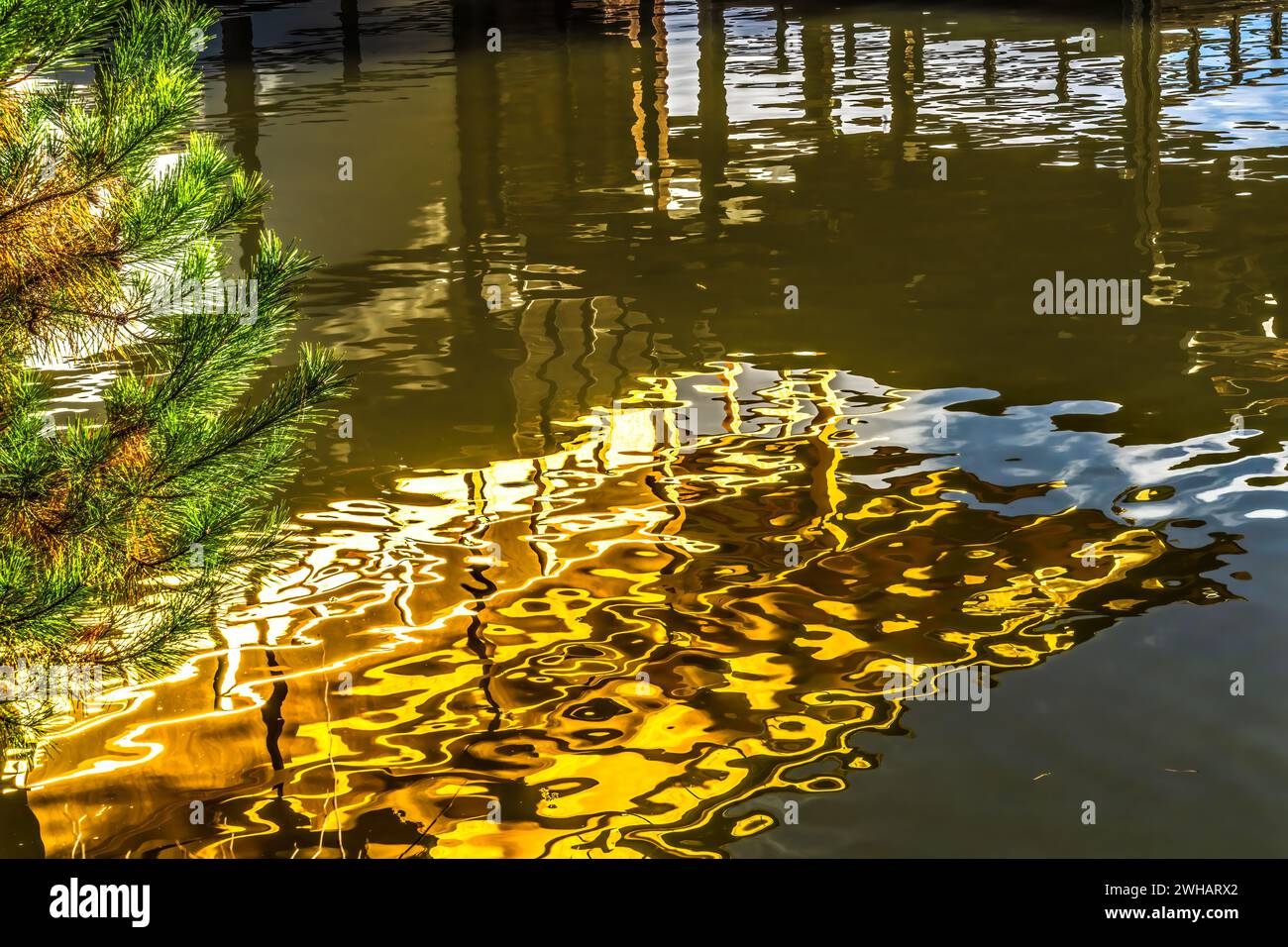 Pine Tree Water Reflection Garden Kinkaku-Ji Golden Pavilion TKy Stock ...
