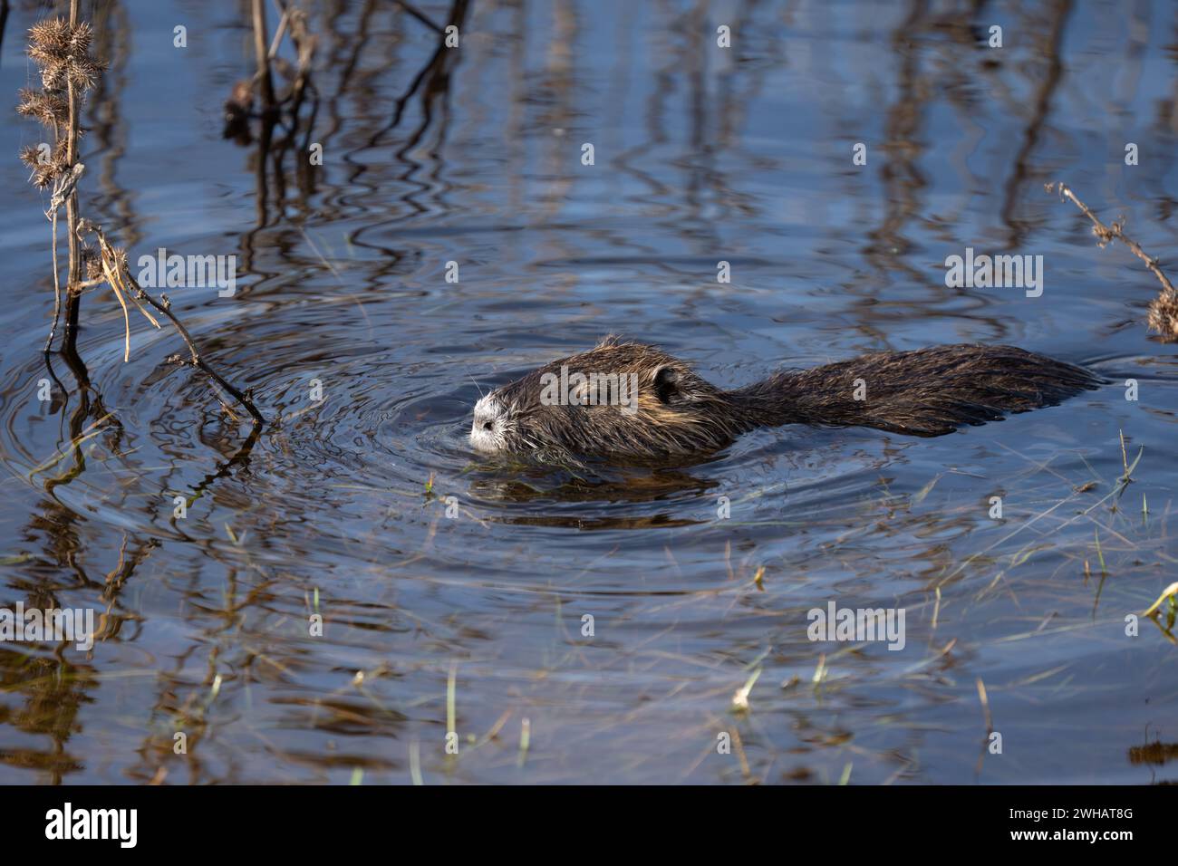 coypu, or nutria (Myocastor coypus) is a herbivorous semi-aquatic ...