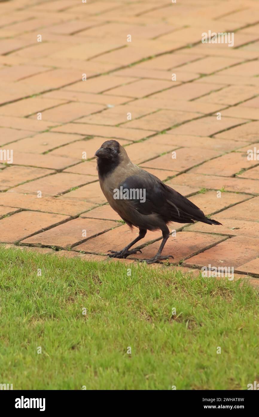 Ghar Kaag (House Crow) in Kathmandu's Urban Oasis Stock Photo - Alamy