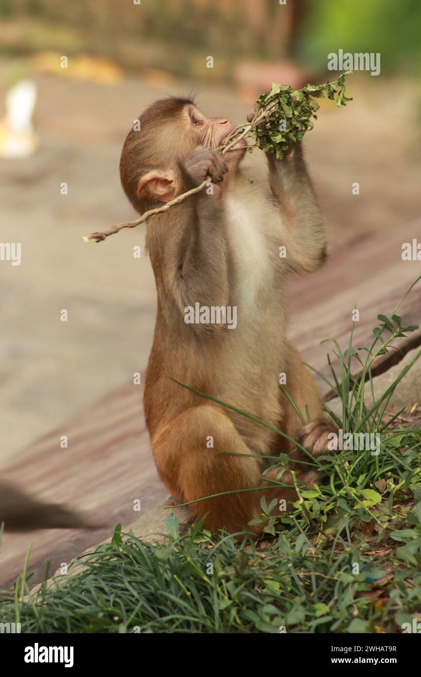 Monkey on rooftop hi-res stock photography and images - Alamy