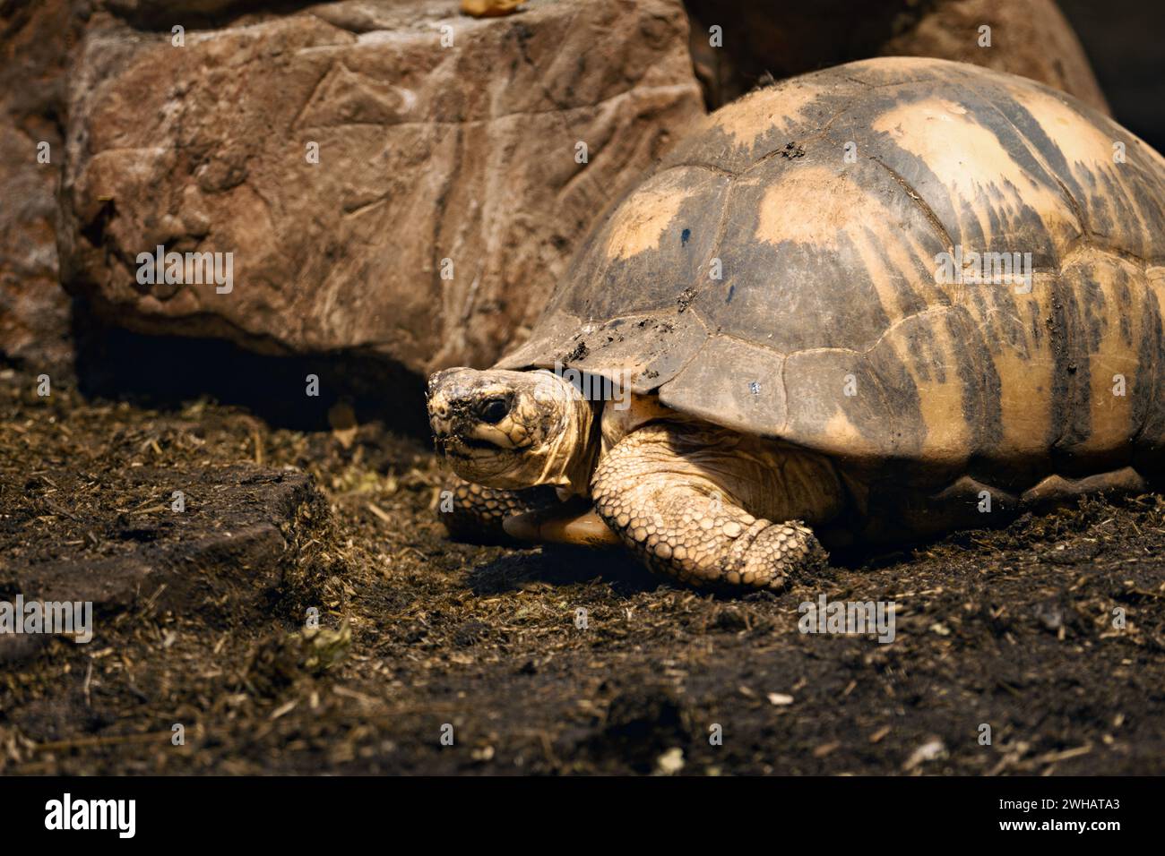 Ground reptile hi-res stock photography and images - Alamy