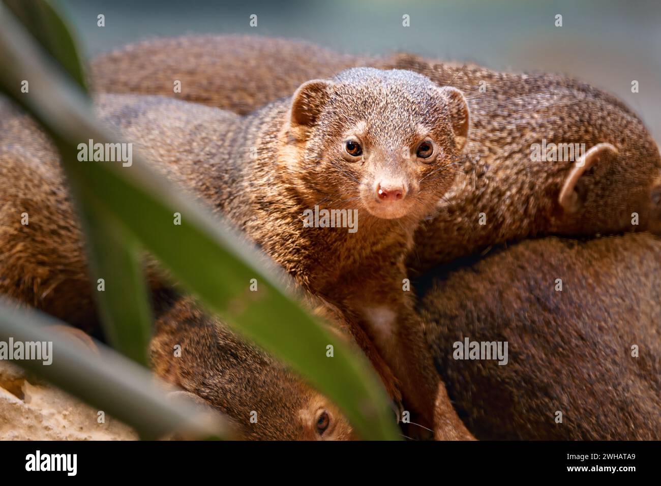 Cute and adorable creatures hi-res stock photography and images - Alamy