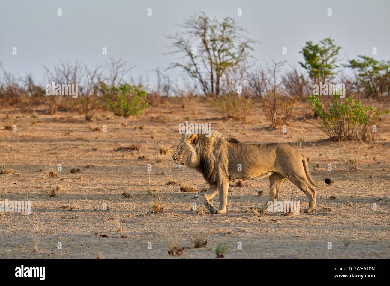 male lion (panthera leo) patroling its territory, Etosha National Park ...
