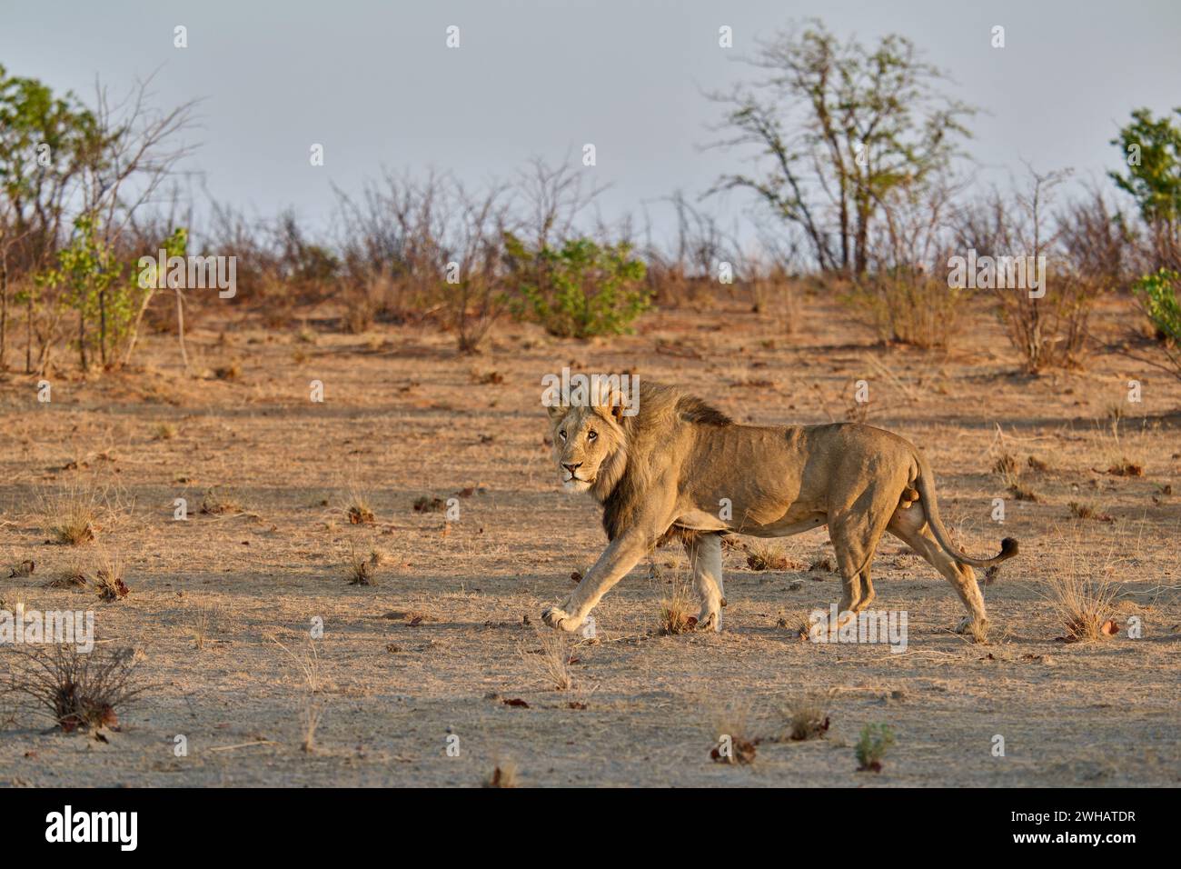 male lion (panthera leo) patroling its territory, Etosha National Park ...