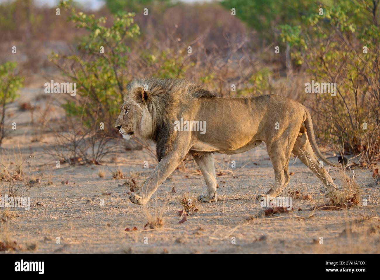 male lion (panthera leo) patroling its territory, Etosha National Park ...