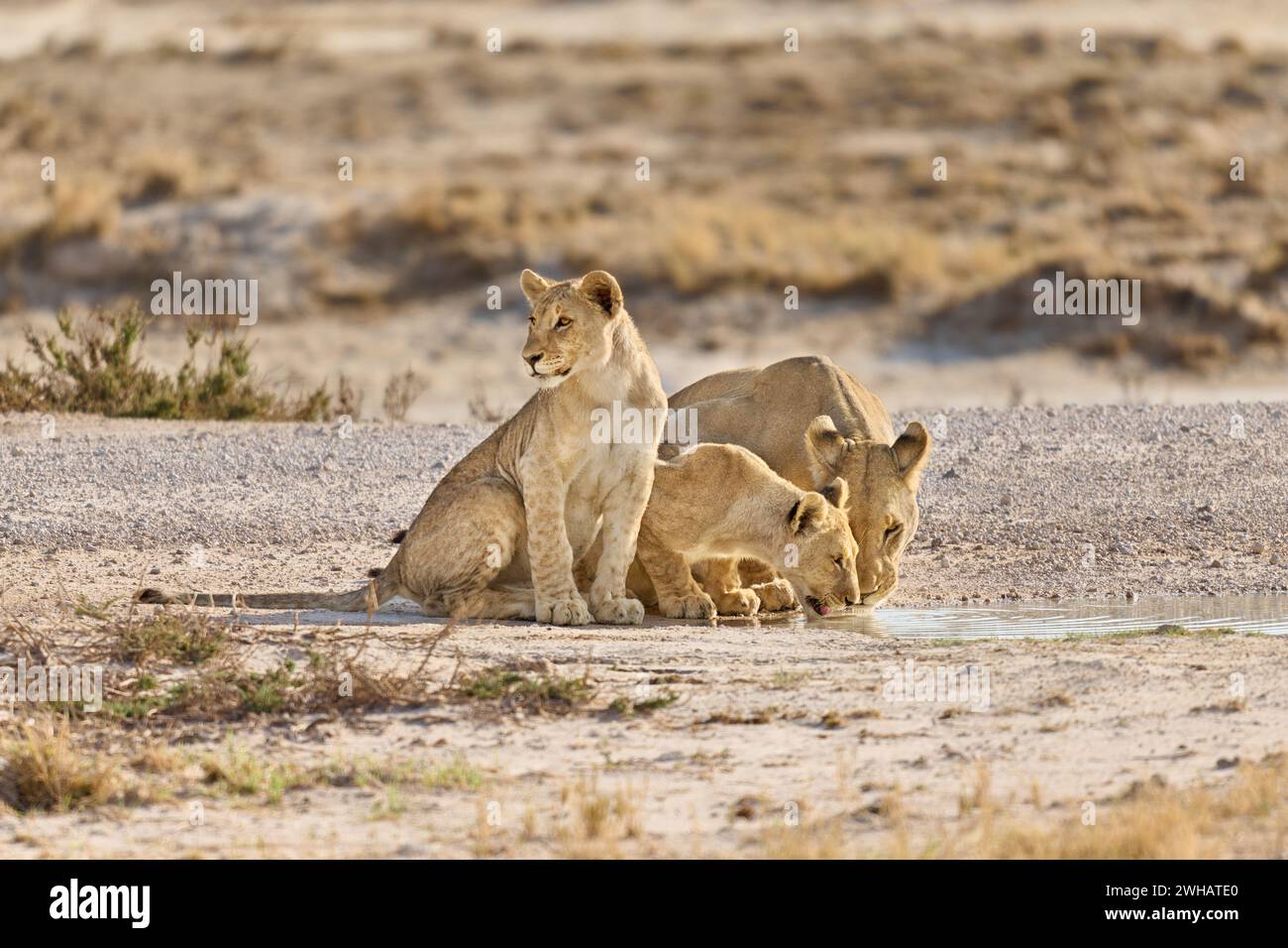 Lioness (Panthera Leo) with cubs drinking from a puddle of water ...