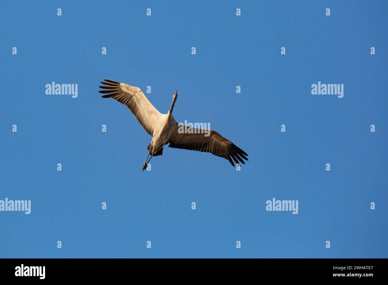 Single Common crane (Grus grus) in flight Large migratory crane species ...