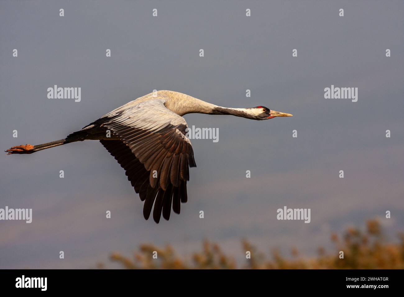 Single Common crane (Grus grus) in flight Large migratory crane species ...