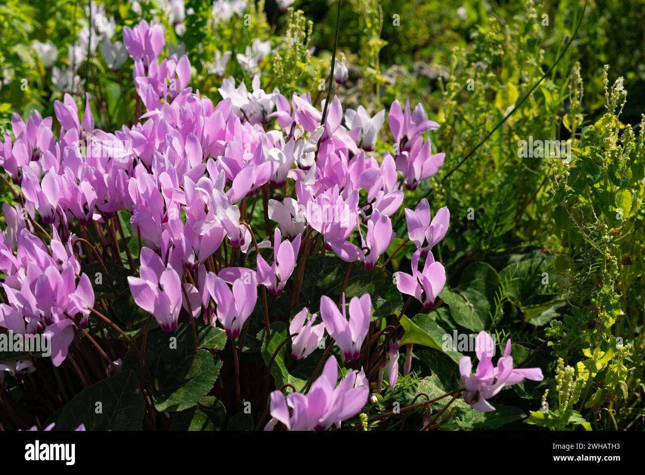 A cluster of Flowering Persian Violets (Cyclamen persicum). الراعي ...