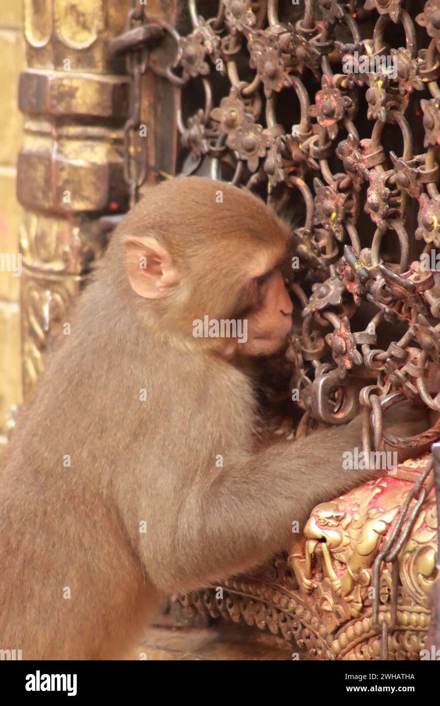 Resourceful animal hi-res stock photography and images - Alamy