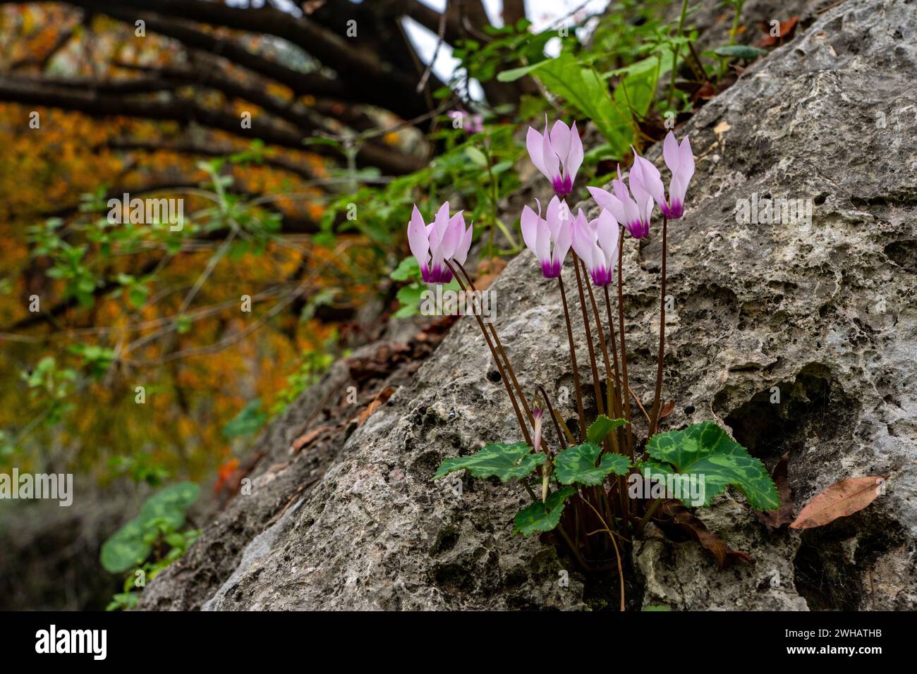 A cluster of Flowering Persian Violets (Cyclamen persicum). الراعي ...