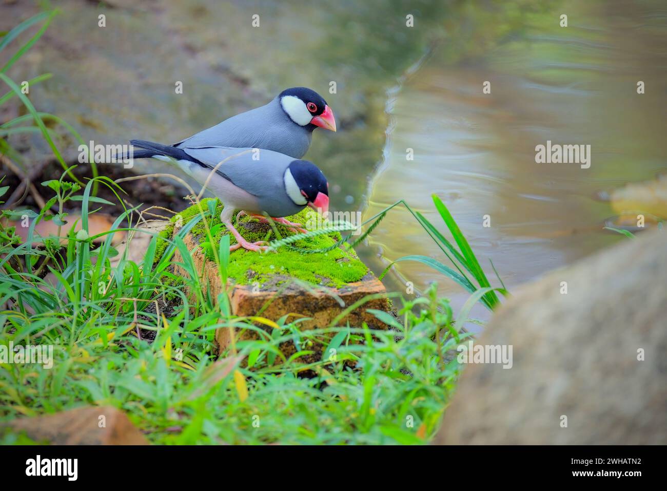 Javan sparrow in the grass Stock Photo - Alamy