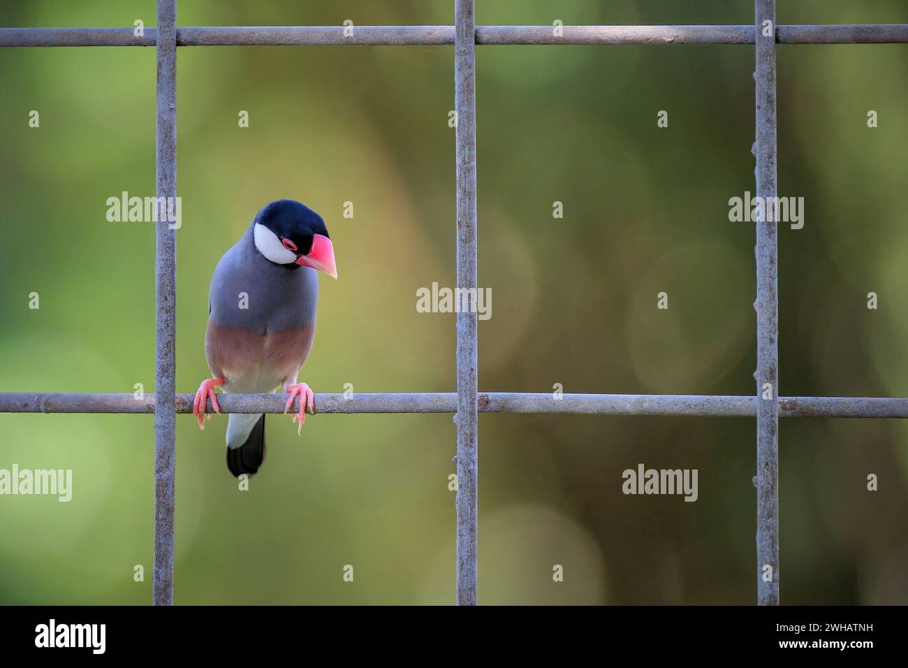 Cinta burung hi-res stock photography and images - Alamy