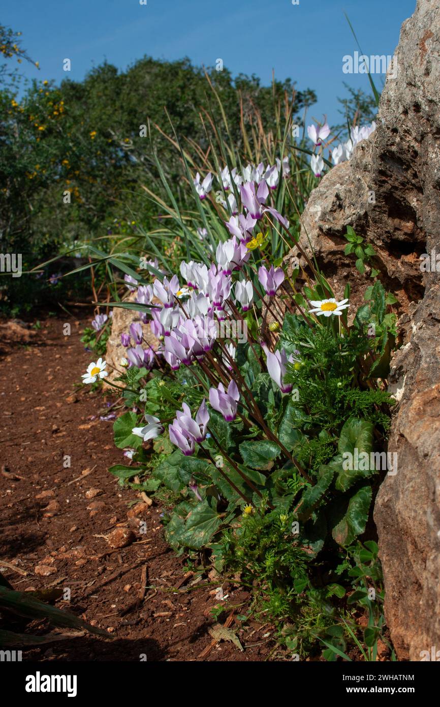 A cluster of Flowering Persian Violets (Cyclamen persicum). الراعي ...