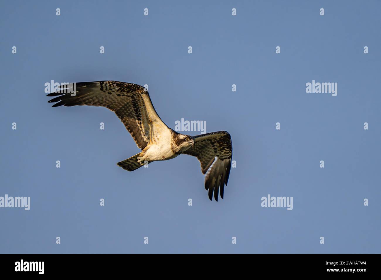 The osprey or more specifically the western osprey (Pandion haliaetus ...