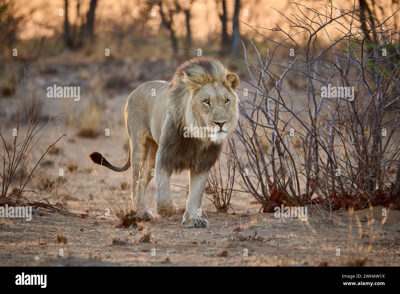 male lion (panthera leo) patroling its territory, Etosha National Park ...